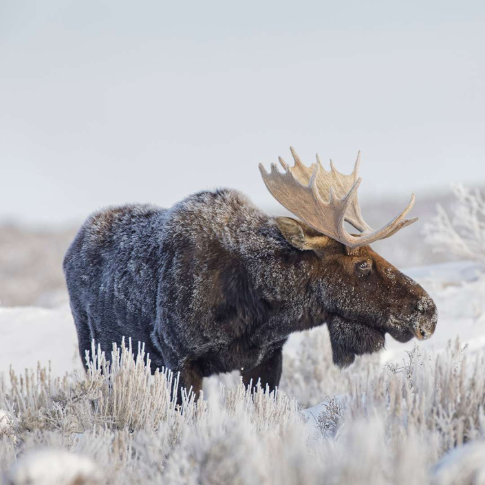 Hotel Yellowstone Winter Packages - Hotel Yellowstone at Jackson Hole